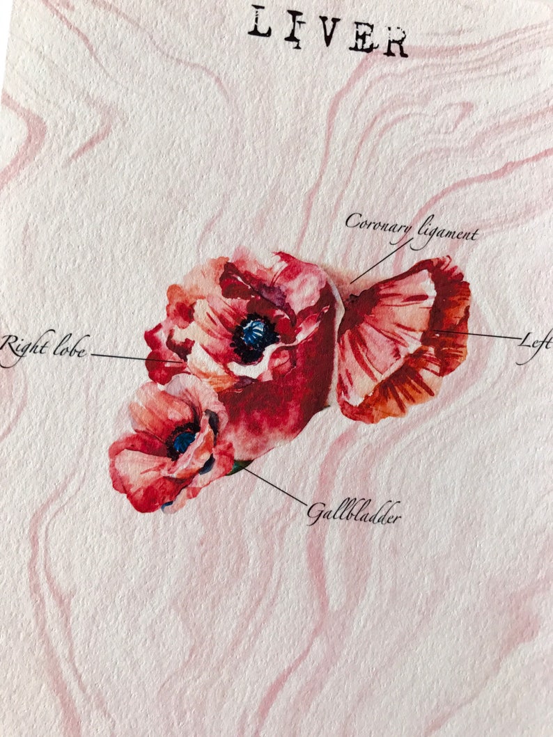 Watercolor Liver Art Print Liver Gifts Hepatology Gifts Liver | Etsy