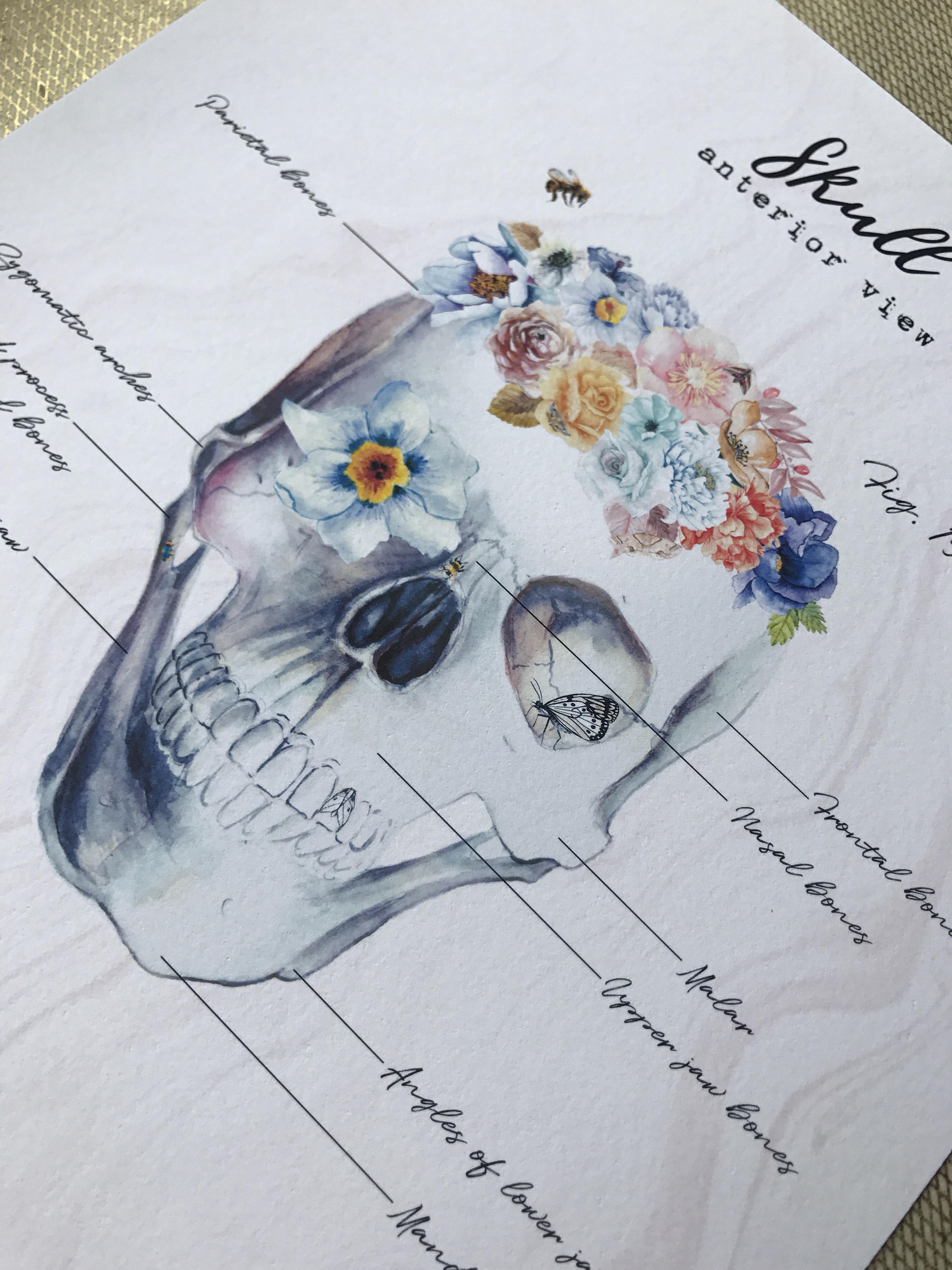 Skull Skull Art Skull Decor Flowery Skull Human Anatomy | Etsy