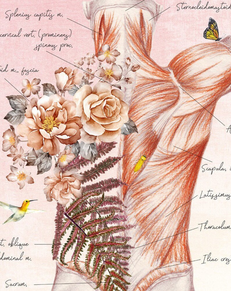 Muscles of the Back Print Poster Back Muscles Art Massage - Etsy Ireland