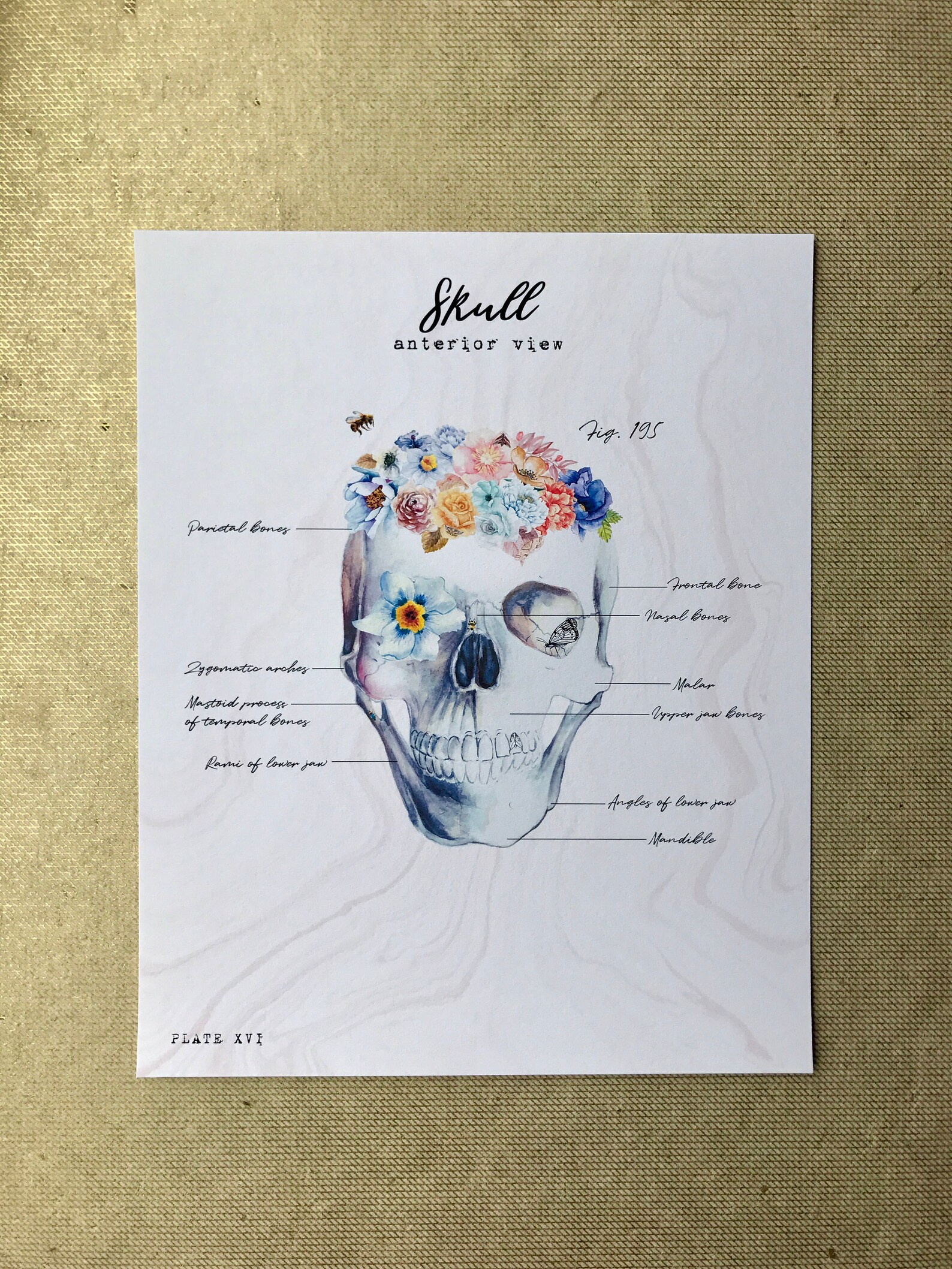 Skull Skull Art Skull Decor Flowery Skull Human Anatomy - Etsy