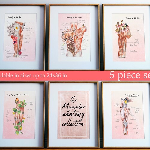 Human Muscular System Anatomy Posters Muscles Structure Print | Etsy Canada