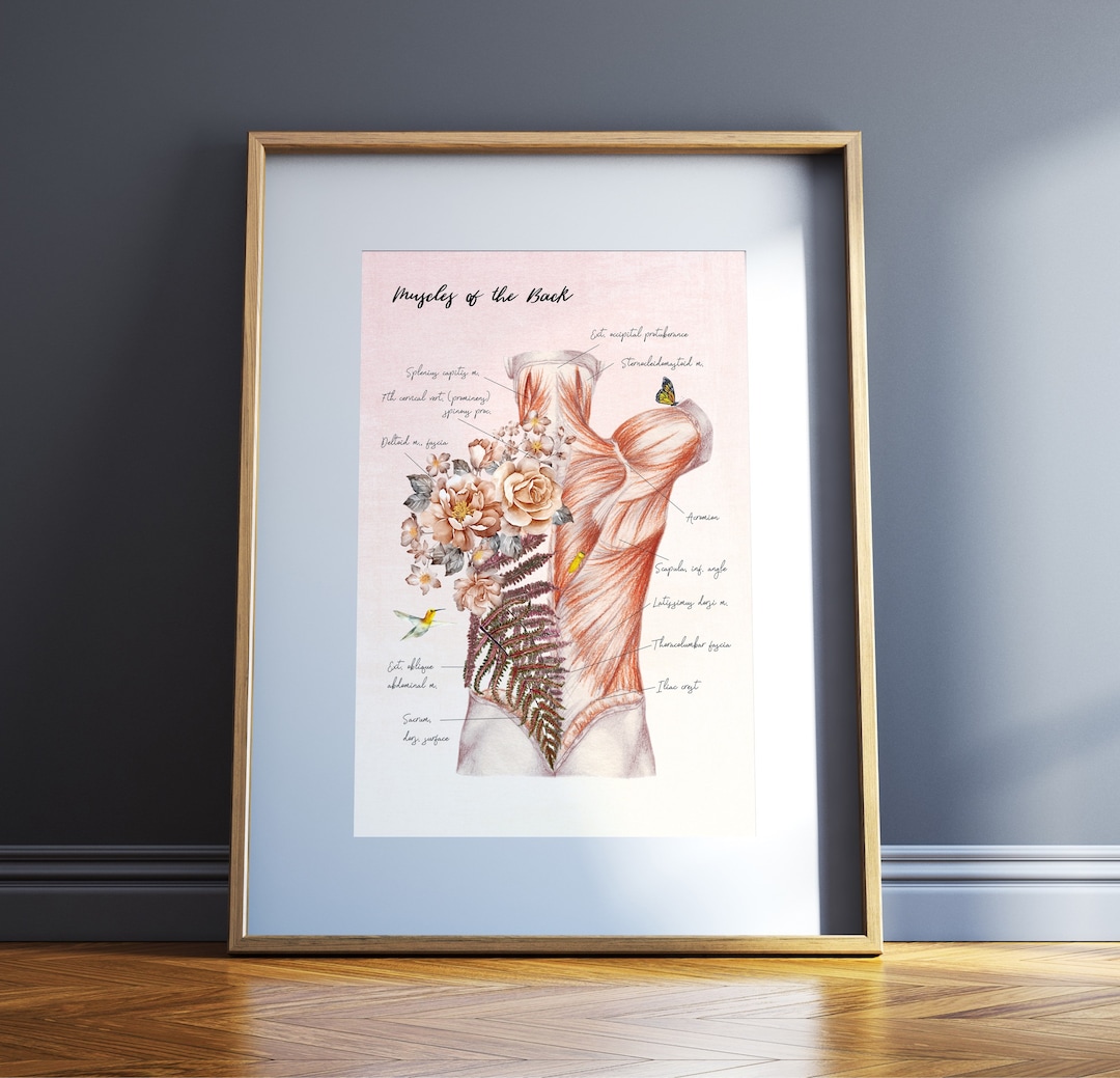 Muscles of the Back Print Poster Back Muscles Art Massage Muscular ...