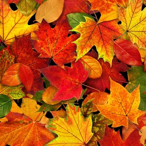 Landscape Medley Autumn Fall Leaves Woven Cotton Fabric, From Elizabeth ...