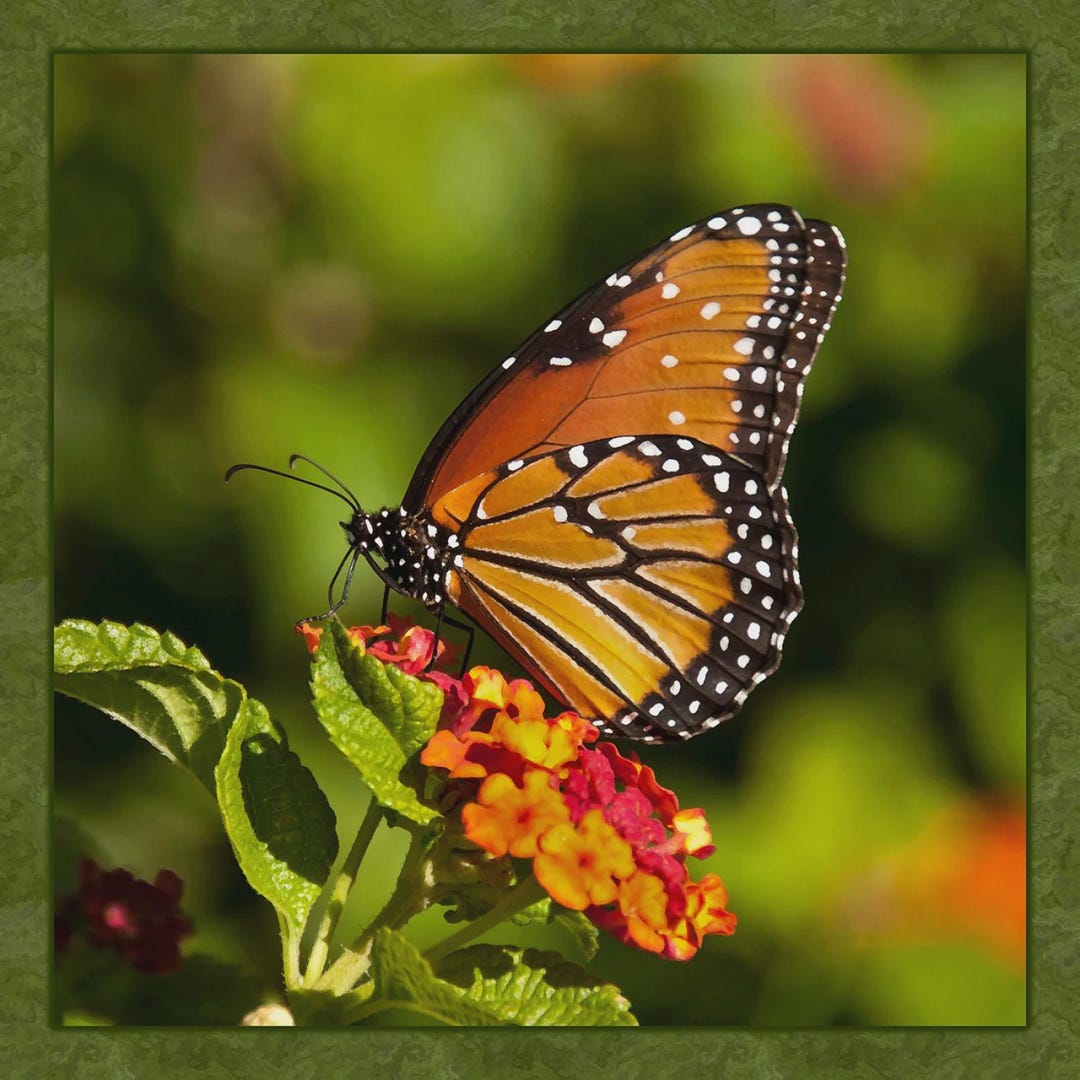 Monarch Butterfly Fabric Panel Woven Cotton Fabric, Measures 17in X ...