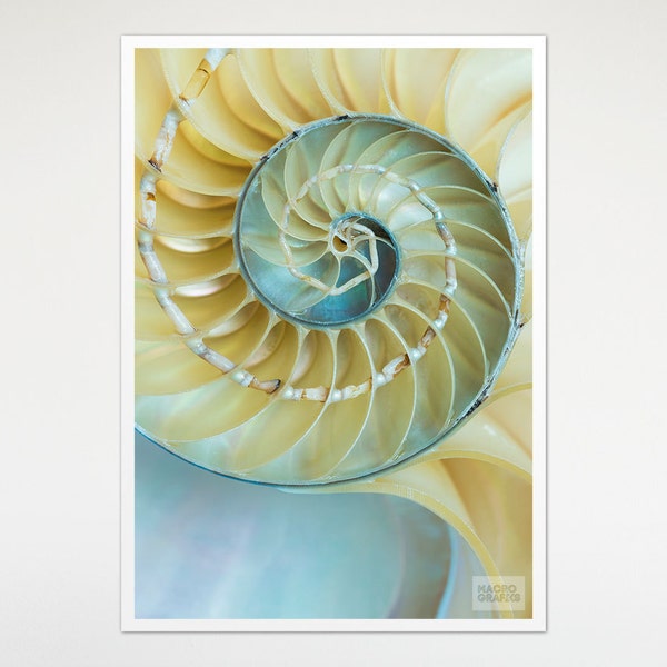 Nautilus Art - Etsy