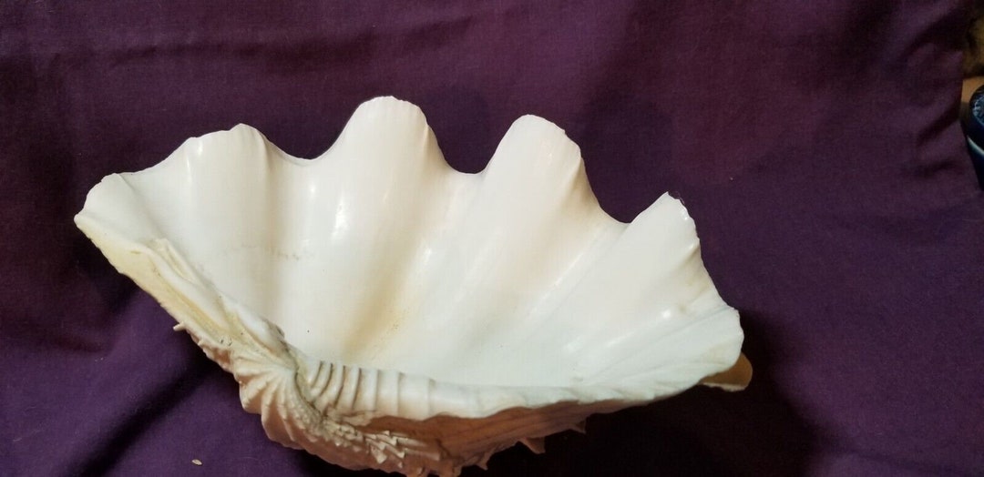Vintage Fluted Giant Tridacna Clam Sea Shell 9 by 6 by 3 - Etsy