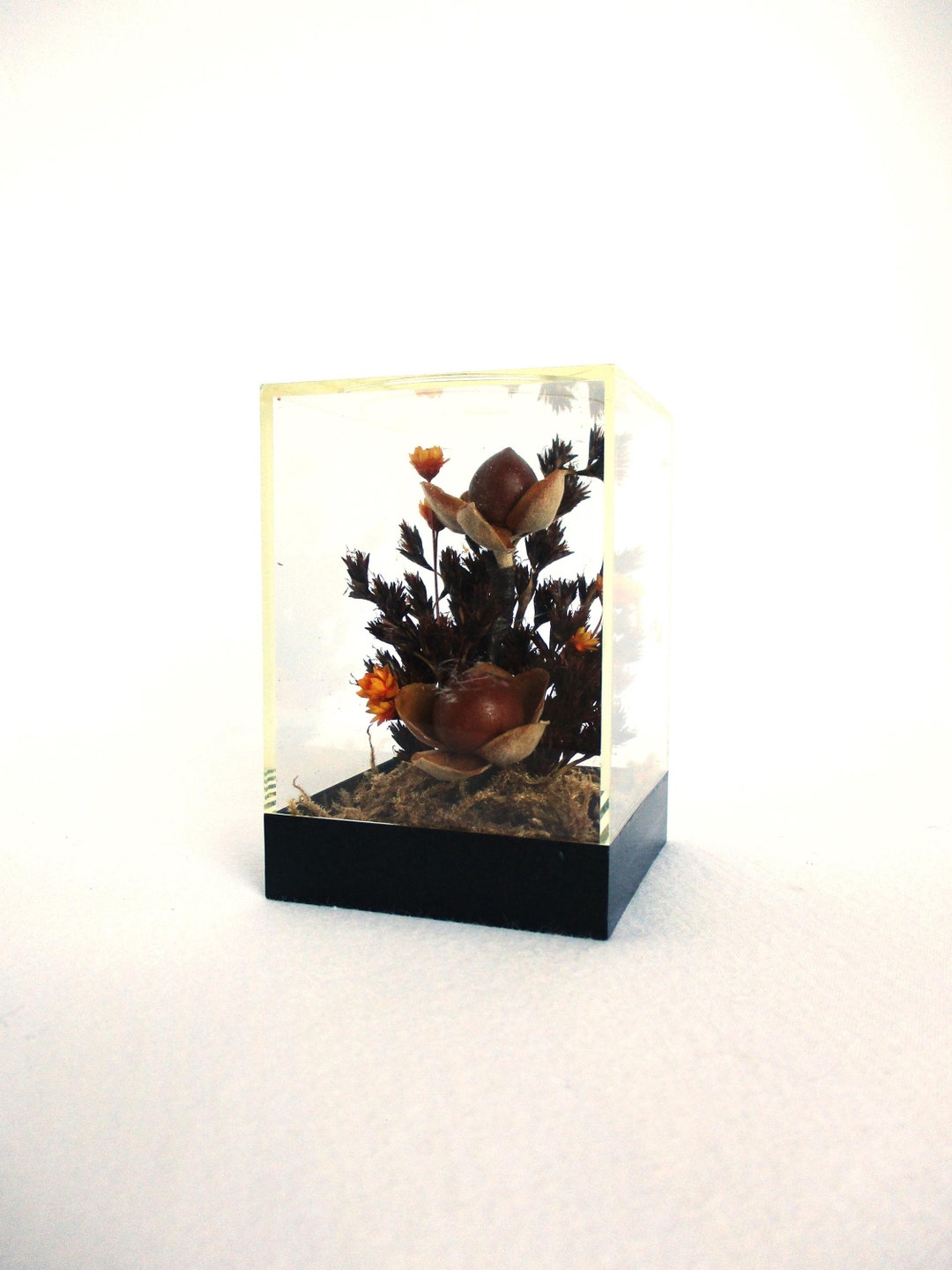Woodrose Hawaii Dried Flowers Specimen Vintage Dried Flowers Diorama ...