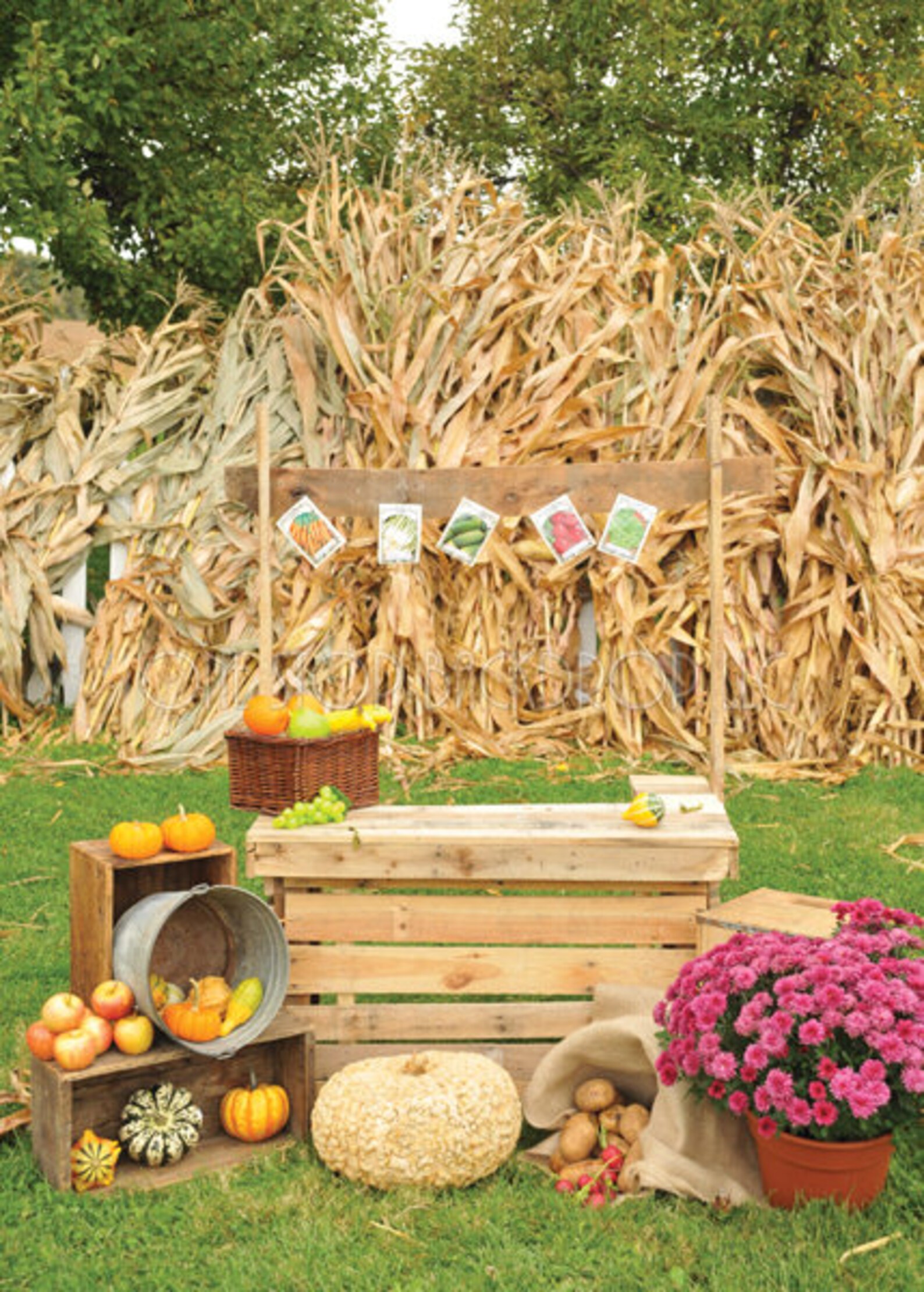 Autumn Harvest Stand AU0004 Backdrop Vinyl 7' Wide by - Etsy