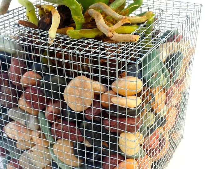 Gabion Style Orchid Pot, Rock Filled Wire Cage Planter, Retaining Wall ...