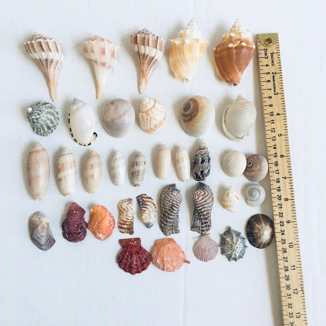 Set of 35 Natural Mix Seashell ( See Pictures for the Sizes ) for Home ...