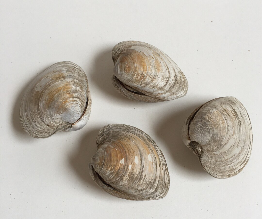 4 Pair of Large Clam Shell 3.5 Inch Natural Giant Clam Shells for Craft ...