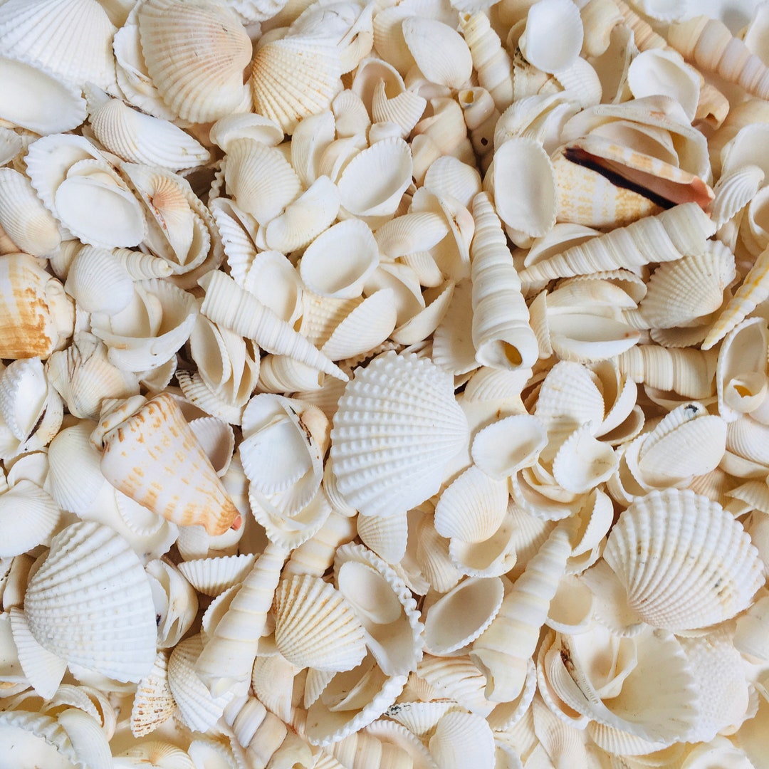 2 Lb White Shell Mix Beach Seashells / White Clam Shell for Nautical ...