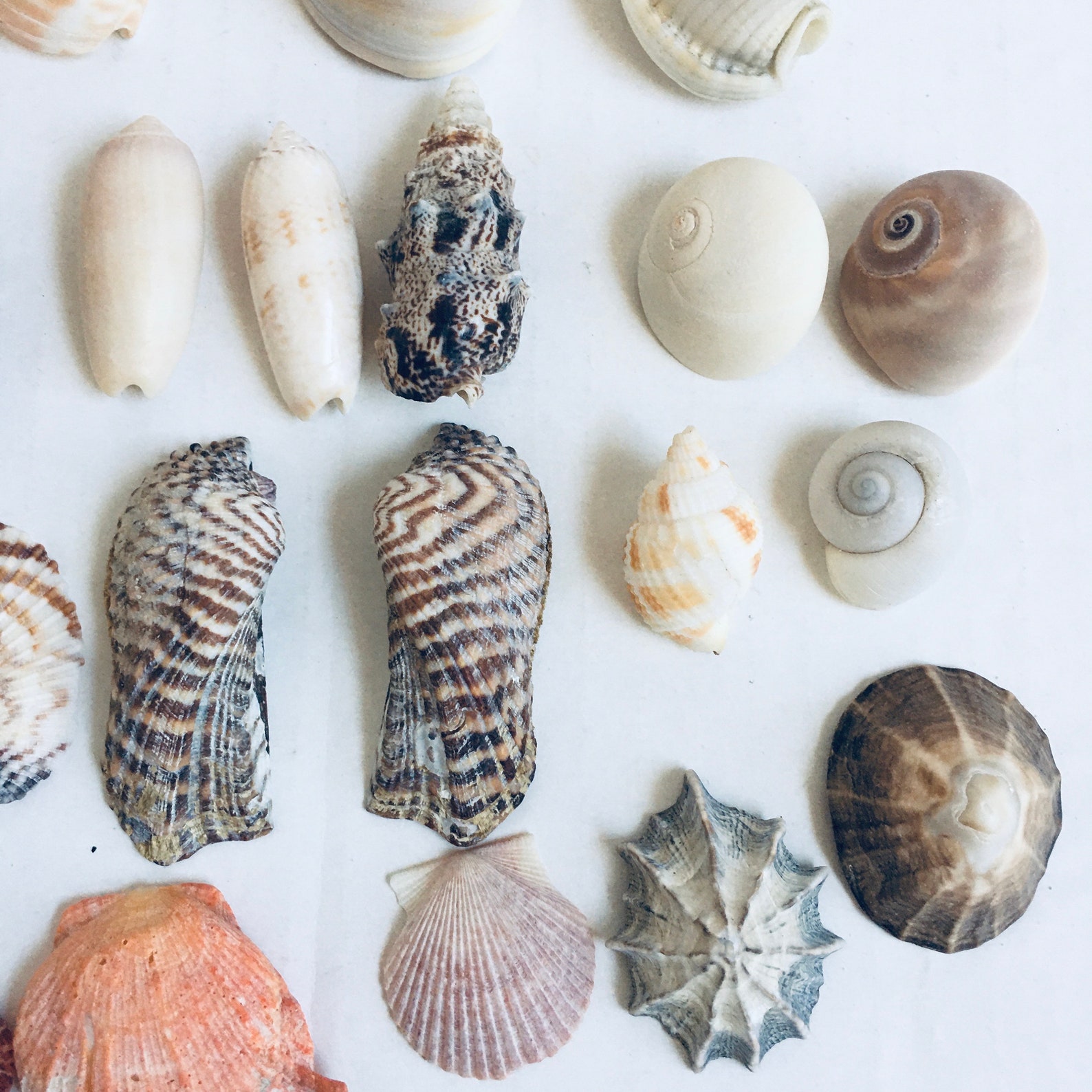 Set of 35 Natural Mix Seashell ( See Pictures for the Sizes ) for Home ...