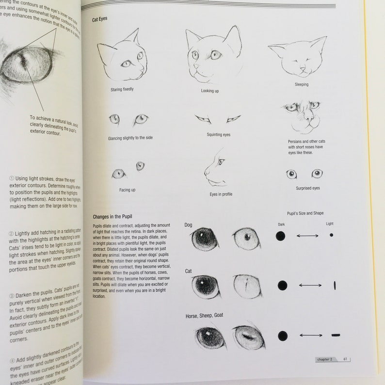 How to Draw Animals in Simple Steps - Poll, Pinder, Susie, Hodge, Eva ...