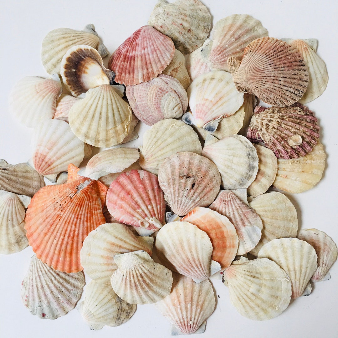 1 Lb 2 Oz Natural Lions Paw Scallop Shells ( Appx 4 Cm- 8 Cm 50pcs ...