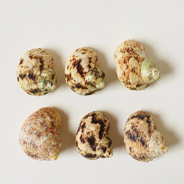 Hermit Crab Shell - Etsy