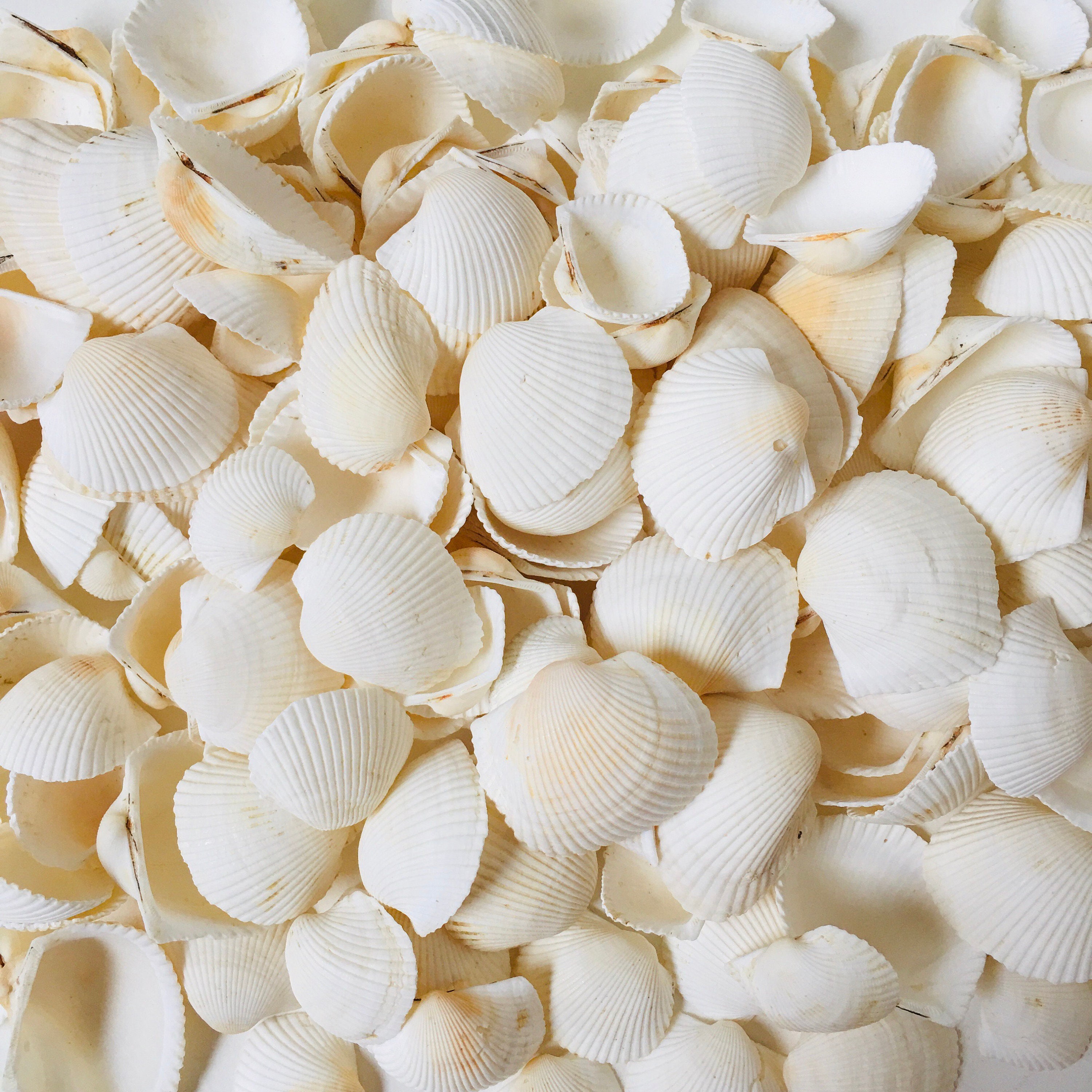 2 Lbs White Sea Shells / Clam Shells 1