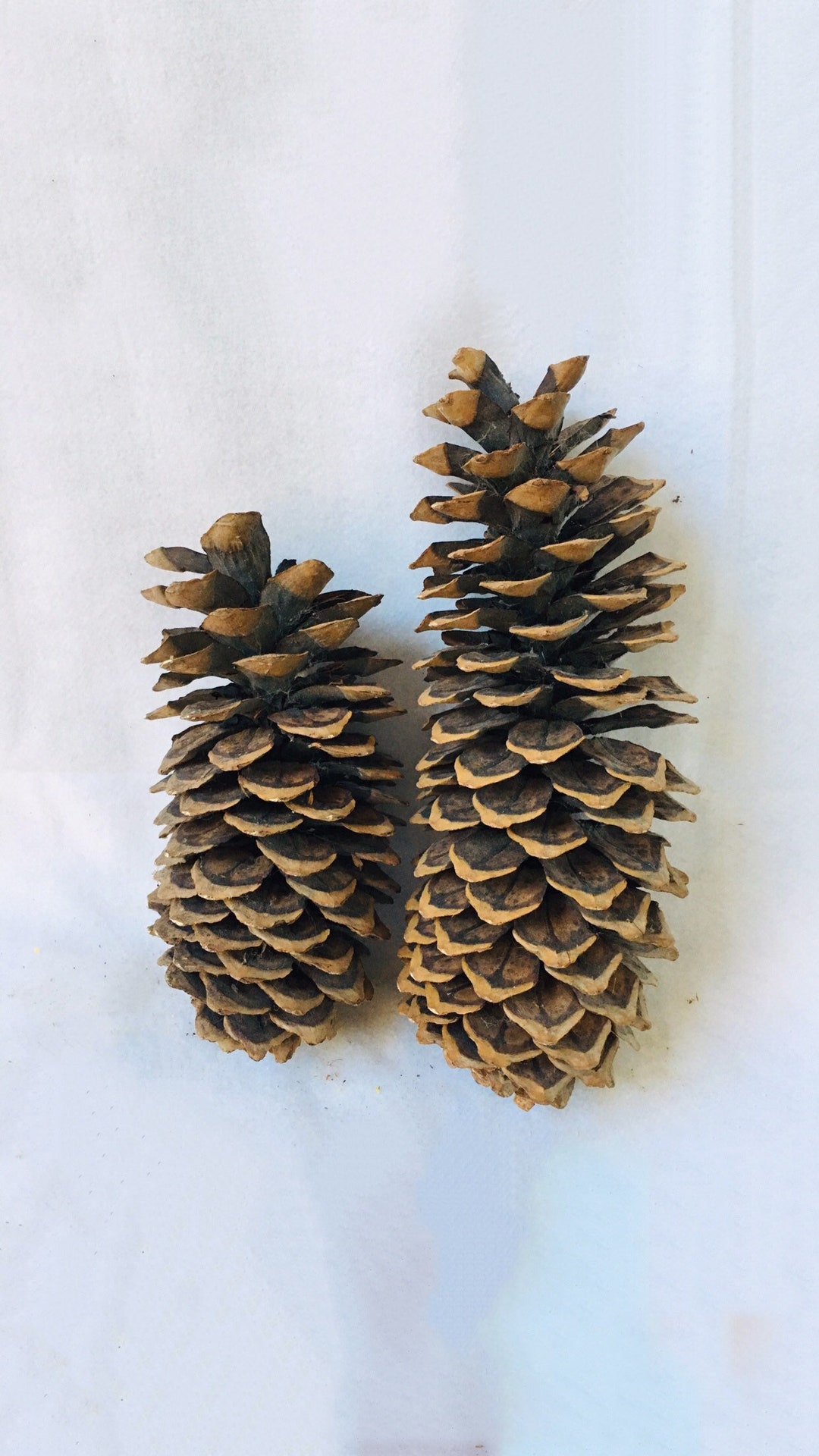 2 JUMBO RUSTIC Pine Cones ( 1 X 13 in / 1 X 9 in ) Huge Old Pine Cones ...