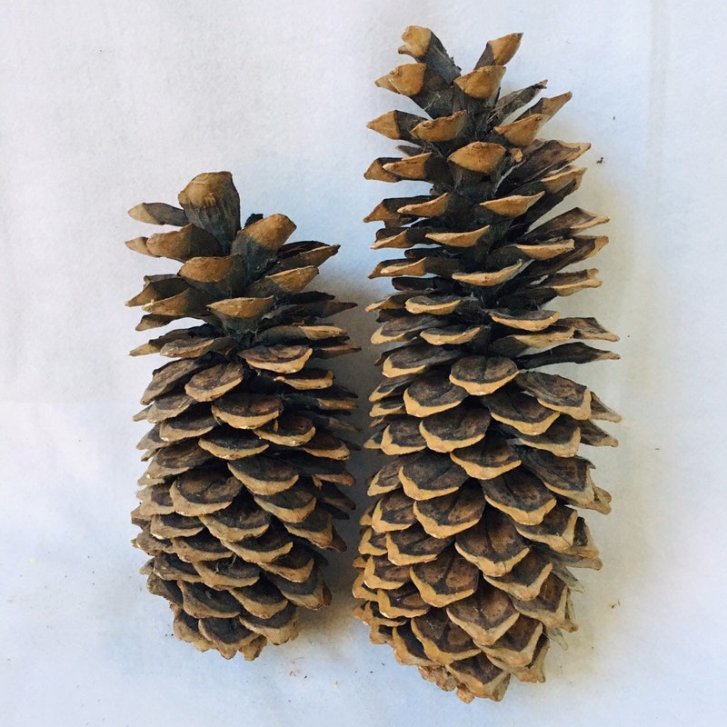 Rustic Pine Cone - Etsy