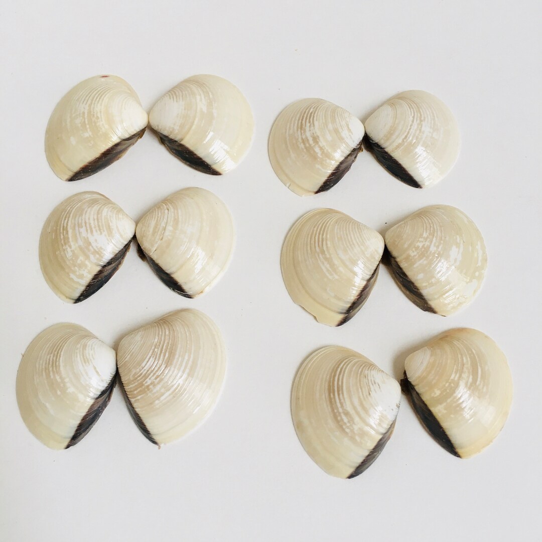 55 Pairs ( 110 Pcs ) Bivalve Clam Shells Butterfly Look Clam Shells 1.5 ...