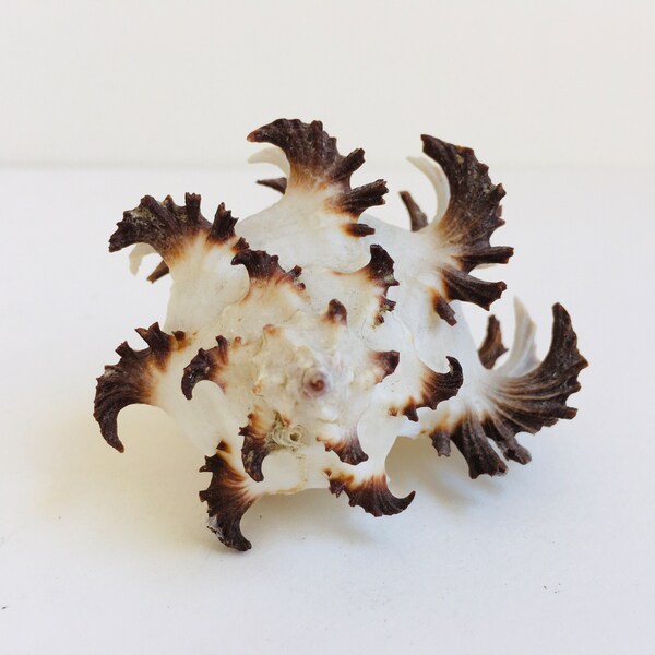Murex Shell - Etsy