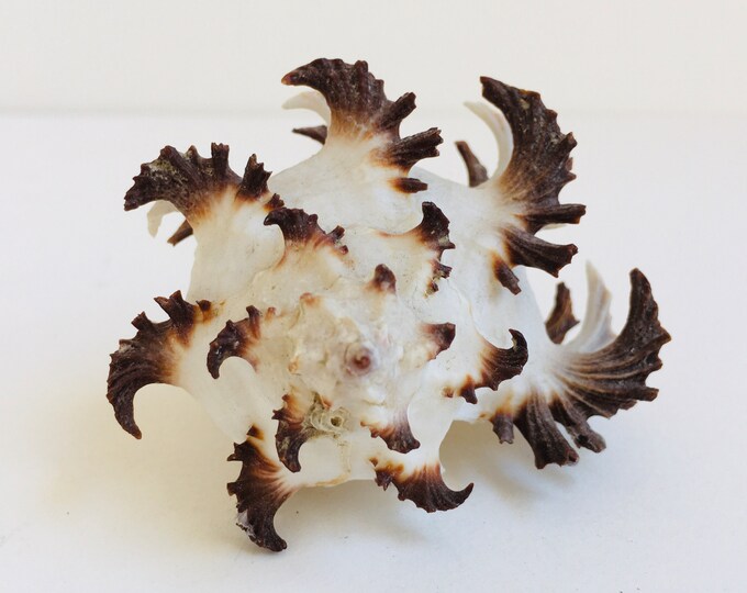 110.6 Beautiful Siratus Alabaster ALABASTER MUREX Seashell Shell JB - Etsy