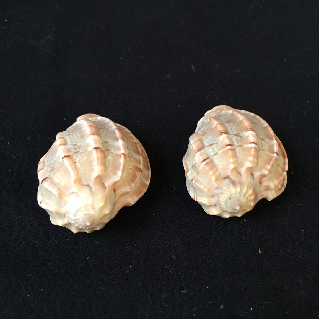 Articulated Harp Seashells Set of 2 ( 5 Cm Long ) Polished From Hawaii ...