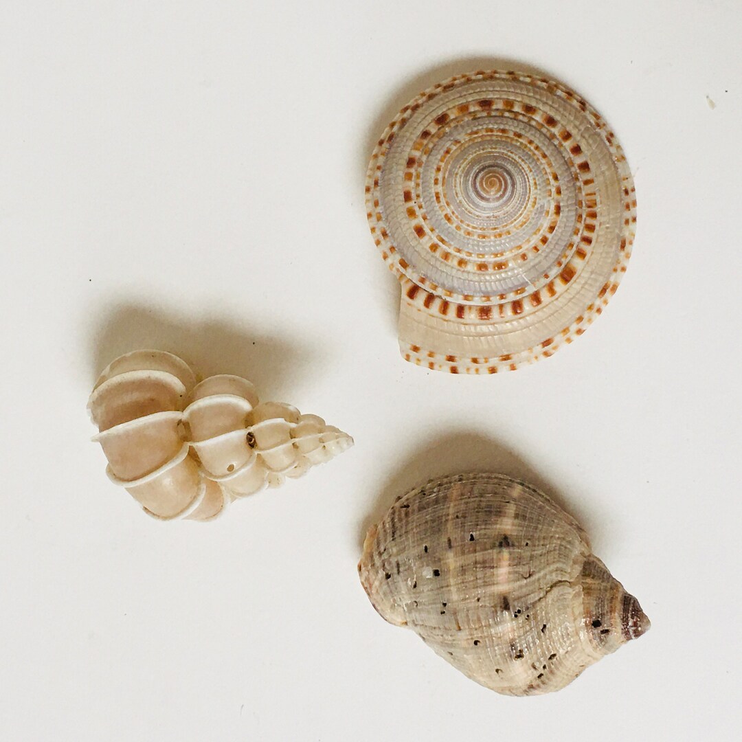 Set of 3 Sundial Seashell / Epitonium Scalare Shell / Dicathais Shell ...