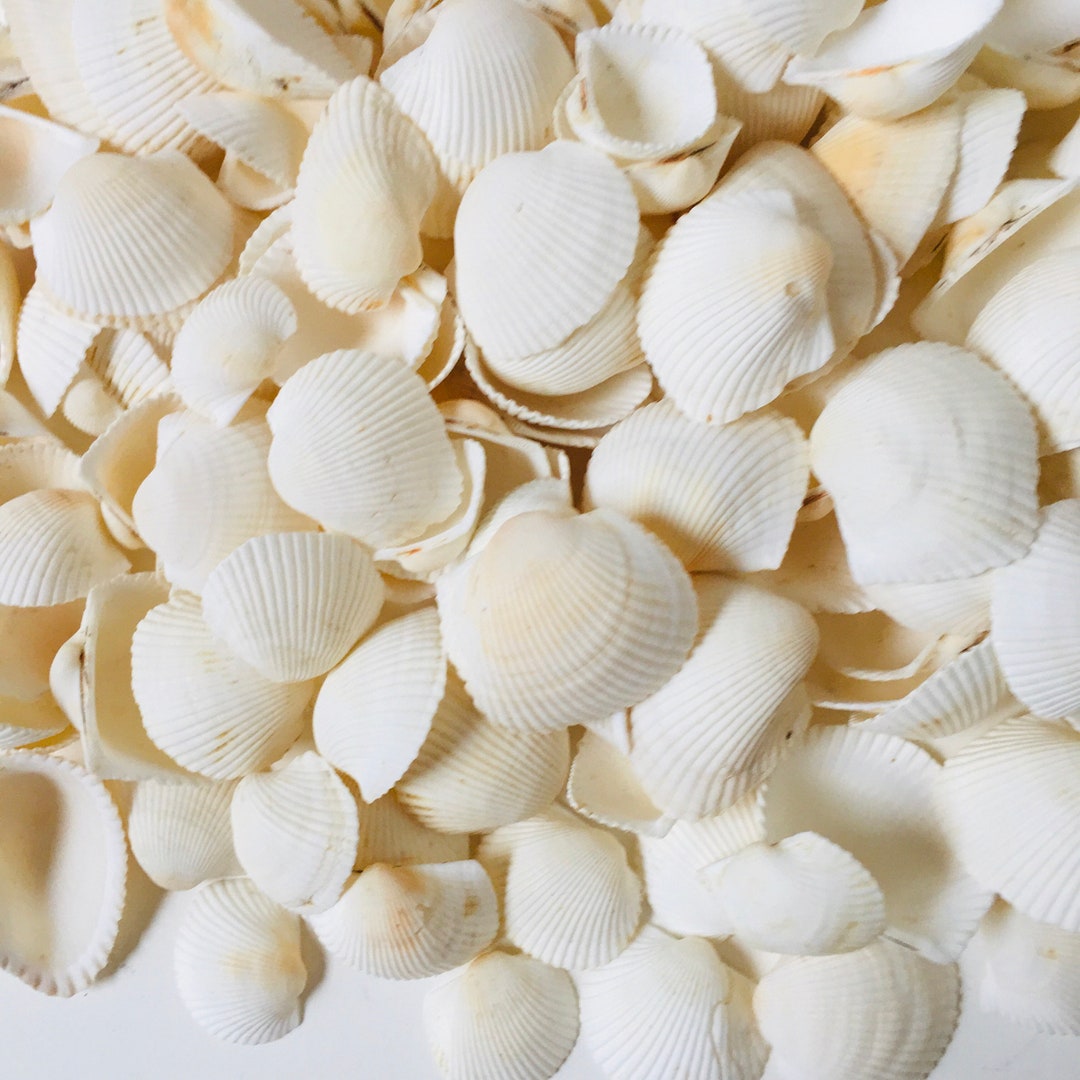 2 Lbs White Sea Shells / Clam Shells 1" - 2.2" ( Appx 180 Pcs ) for ...
