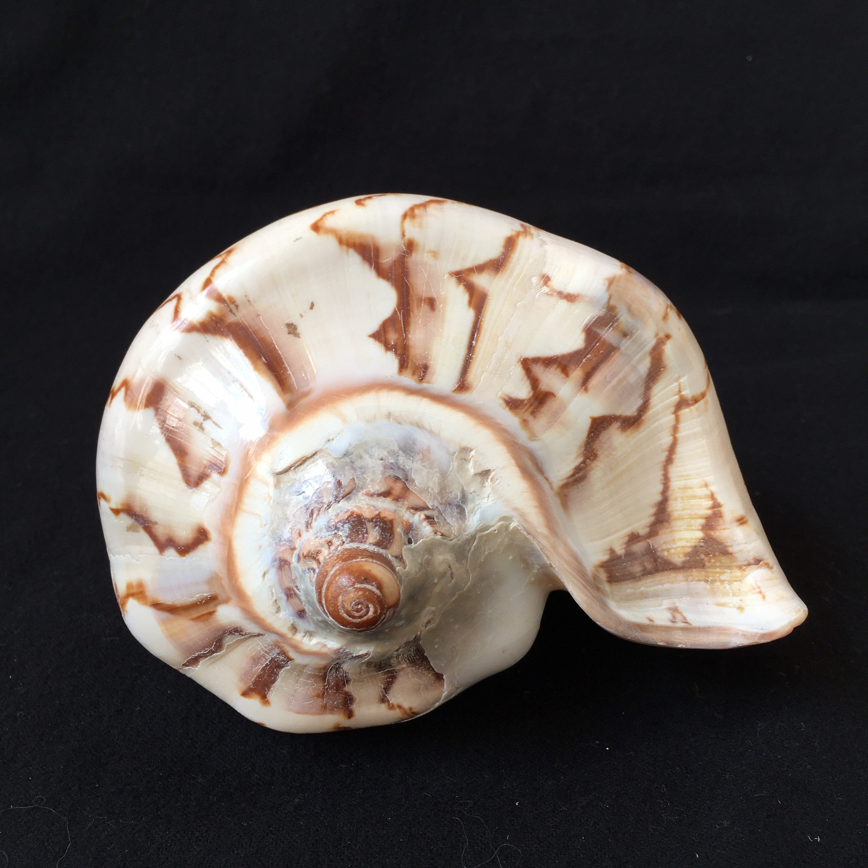 20 Cm Cymbiola Nobilis Seashell Rare Seashells Great Pattern Collection ...