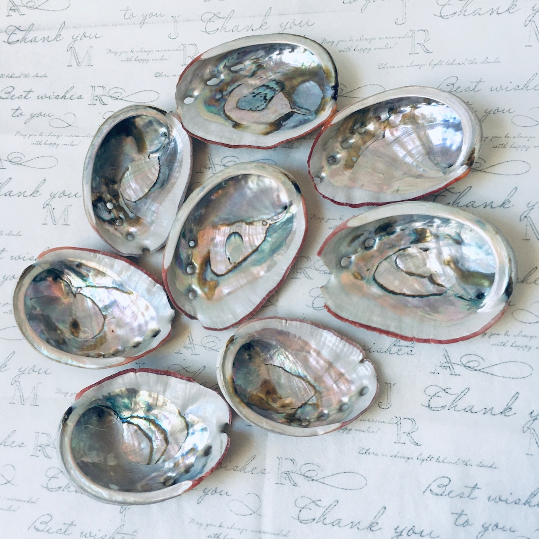 8 Natural Abalone Shells ( 4" - 3.25" ),mother of the Pearl Seashell ...