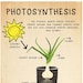 Photosynthesis Biology Poster | High School Science Classroom Decor ...
