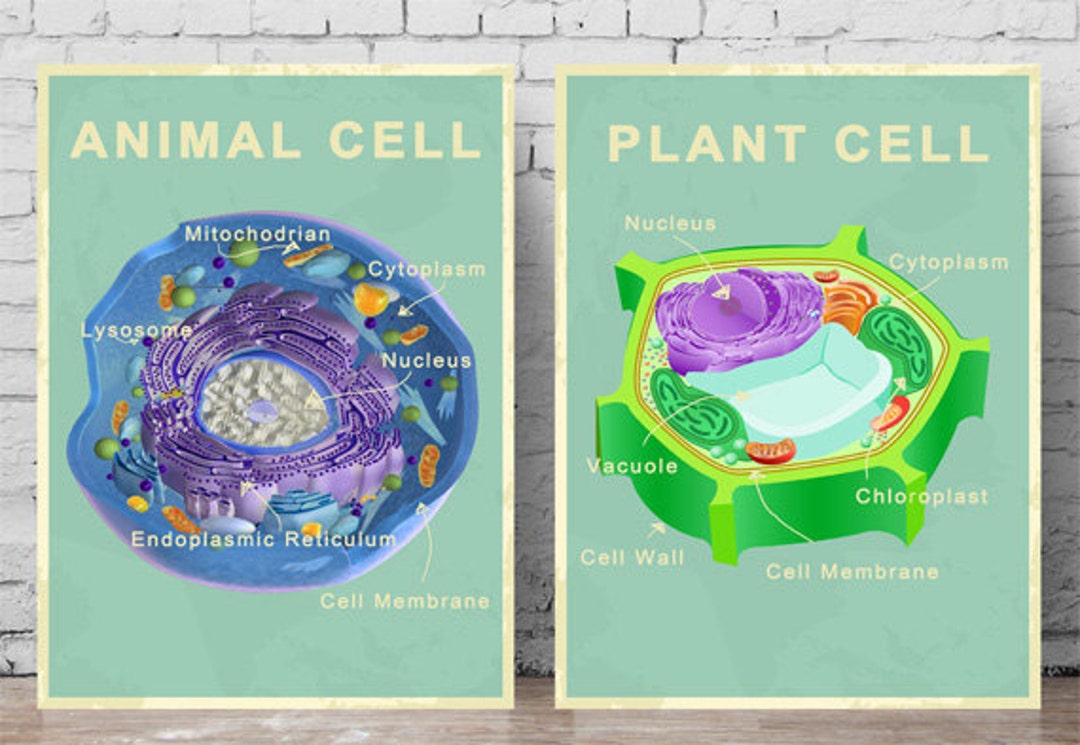 Printable Animal and Plant Cell Posters - Etsy