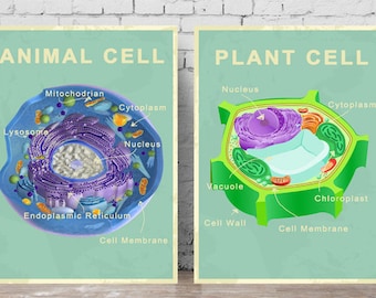 Printable Animal and Plant Cell Posters - Etsy