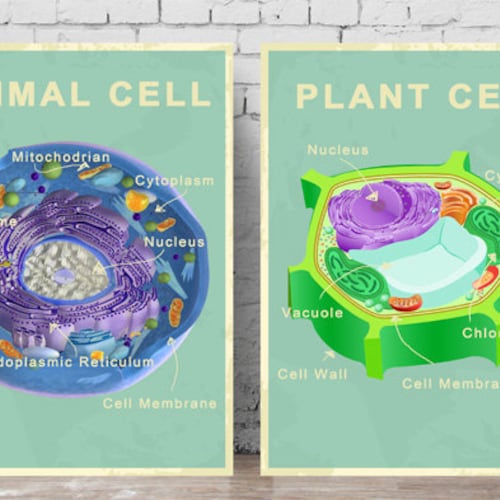 Printable Animal and Plant Cell Posters - Etsy