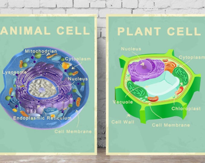 Printable Animal and Plant Cell Posters - Etsy