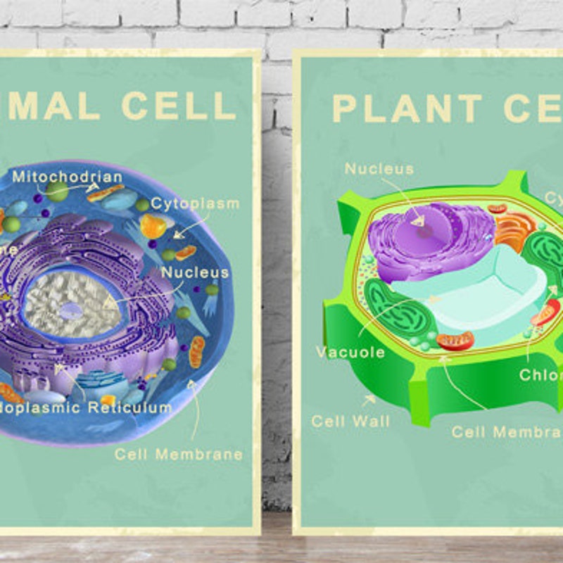 Plant Cell - Etsy