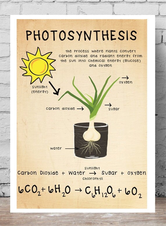 Photosynthesis Word Equation