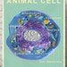 Printable Animal and Plant Cell Posters - Etsy