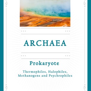 Printable Biology Posters the 6 Kingdoms Science Posters | Classroom ...