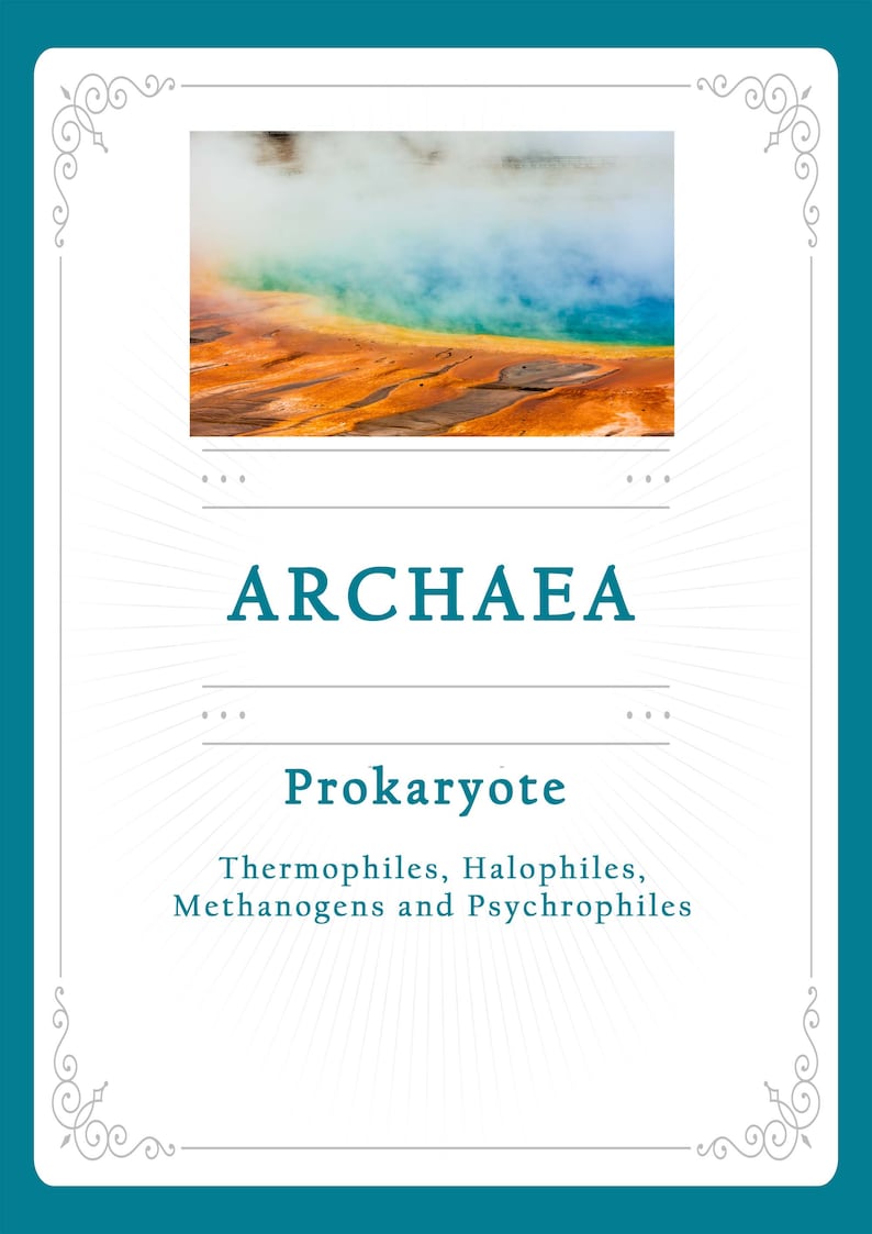 Printable Biology Posters the 6 Kingdoms Science Posters - Etsy