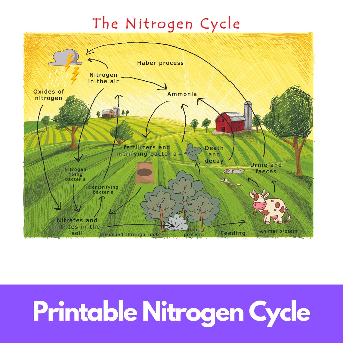 Printable Science Poster Set Chemistry Cycles, Carbon Cycle, Nitrogen ...