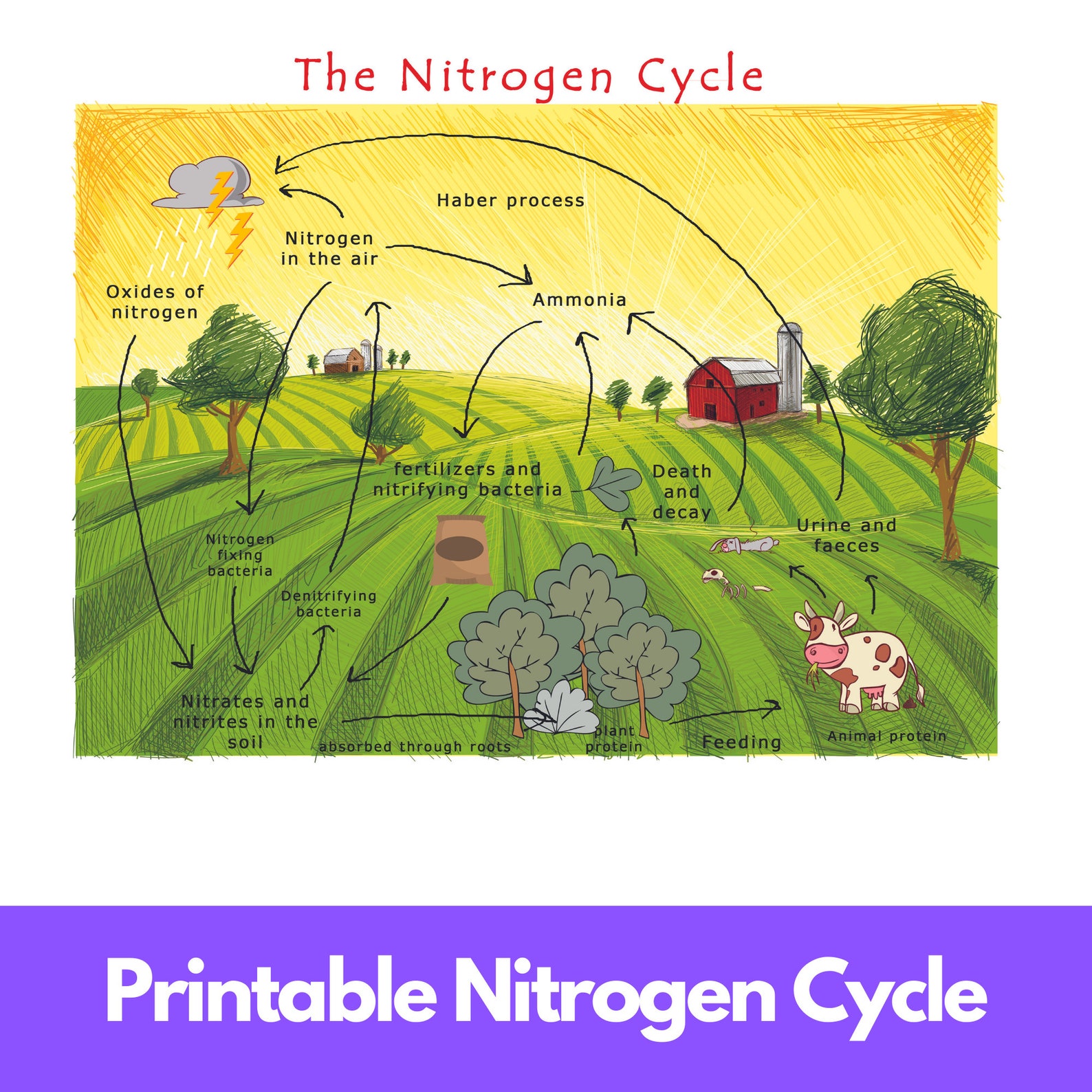Chemistry Science Poster Set | Chemistry Cycles, Carbon Cycle, Nitrogen ...