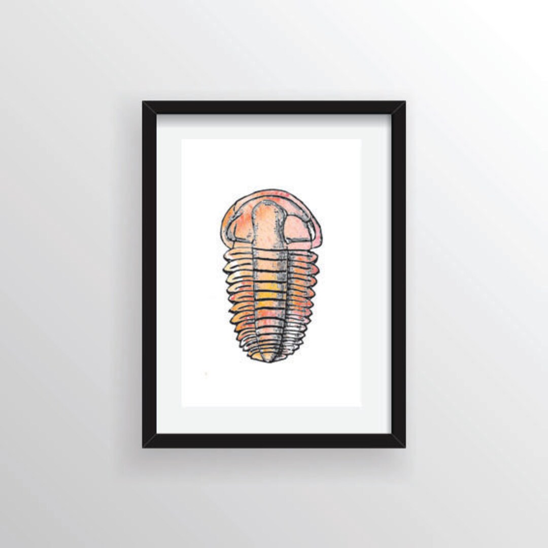Printable Poster of Multicoloured Trilobite Fossil on White Background ...