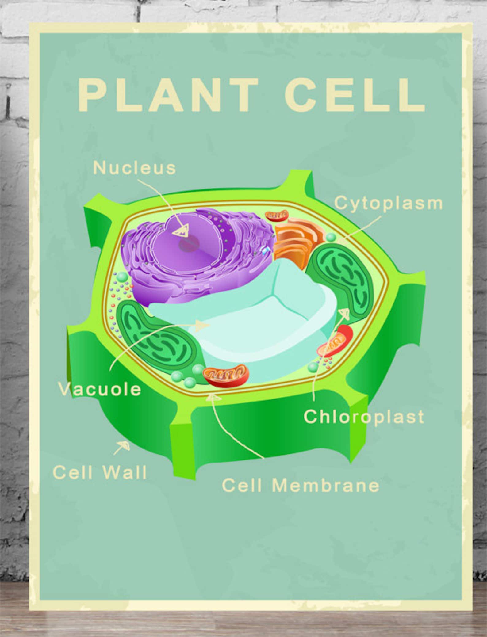 Printable Animal and Plant Cell Posters - Etsy