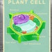 Printable Animal and Plant Cell Posters - Etsy