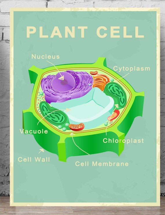 Printable Animal and Plant Cell Posters - Etsy