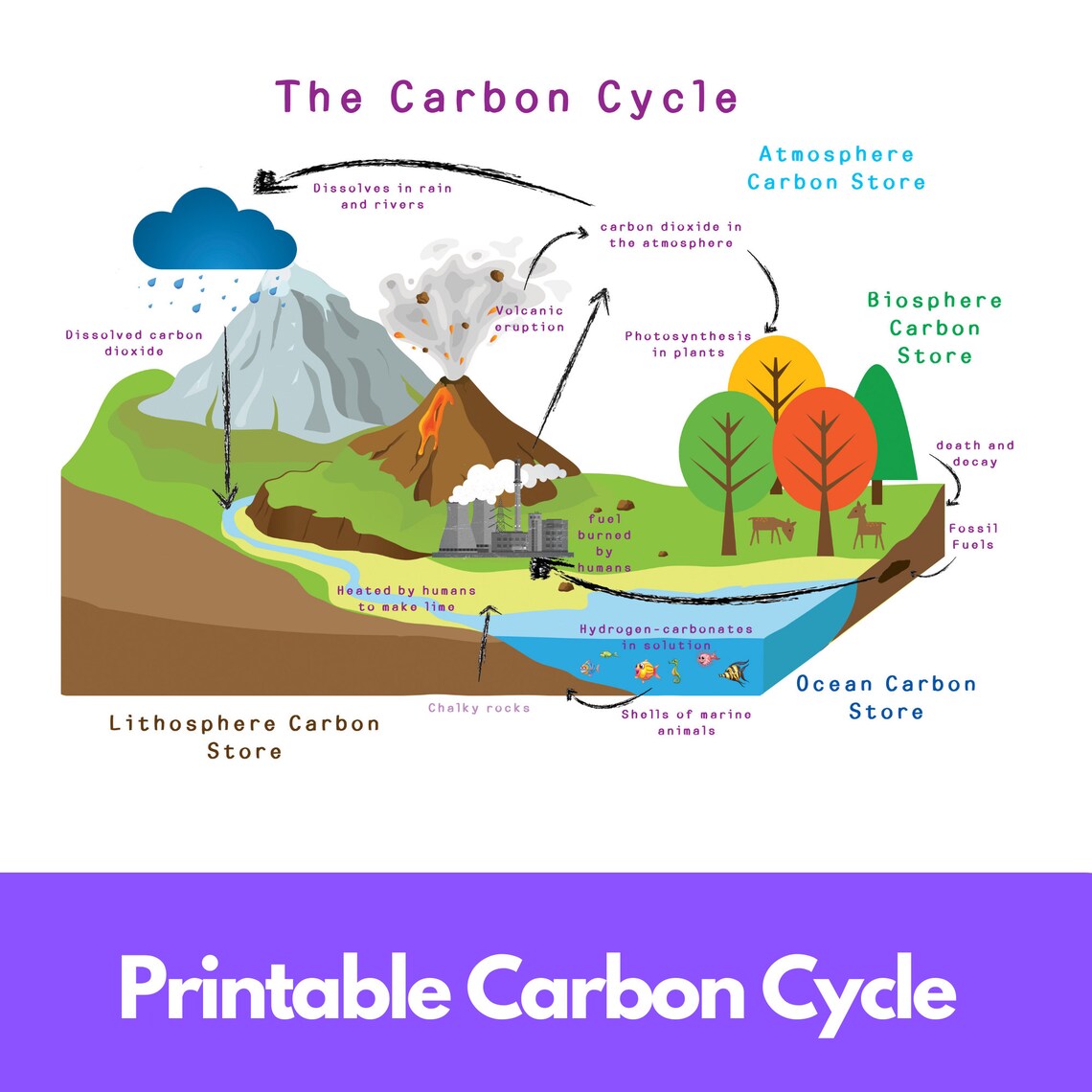 Printable Science Poster Set Chemistry Cycles, Carbon Cycle, Nitrogen ...