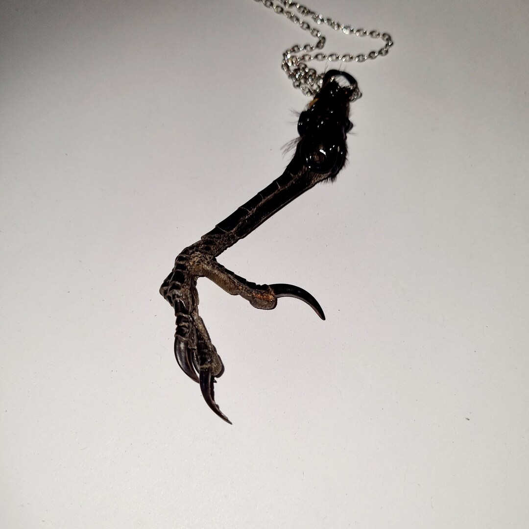Real Crow Claw Talon Necklace, Bird Claw Pendant - Etsy