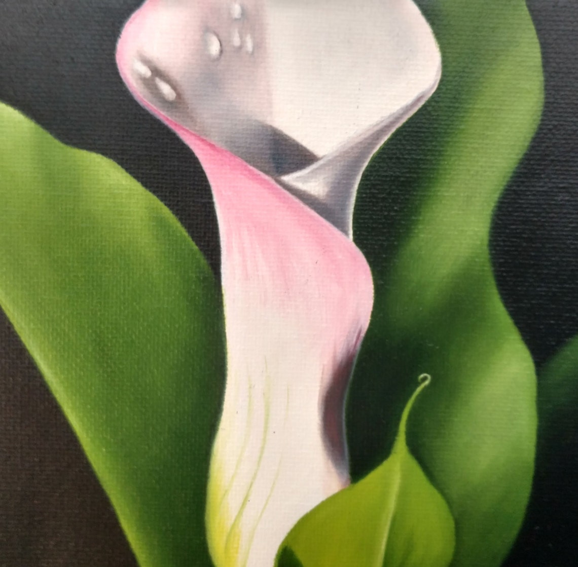 Dew Drop Lily, Calla Lily, Pink Flower, Oil Painting on Gallery Wrapped ...